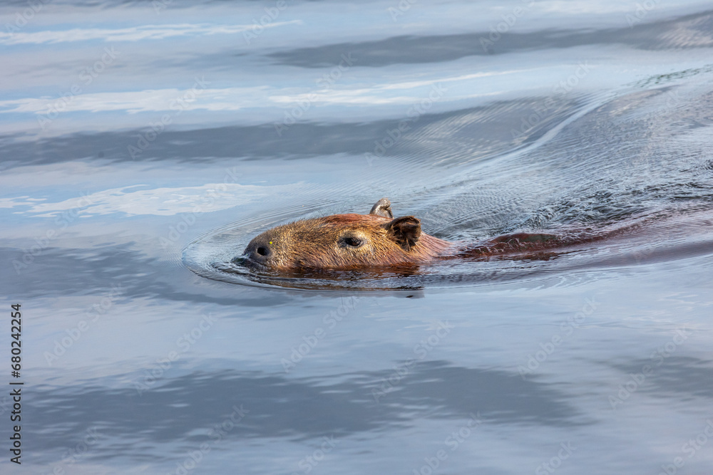 A capybara swimming in a lake. The capybara is the largest rodent in ...