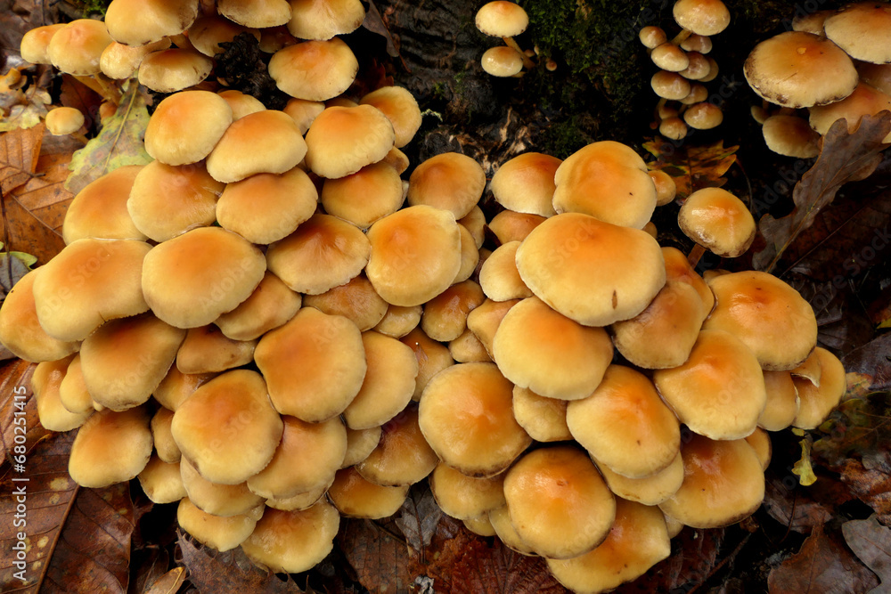 Hypholoma fasciculare (aka sulphur tuft, sulfur tuft or clustered ...
