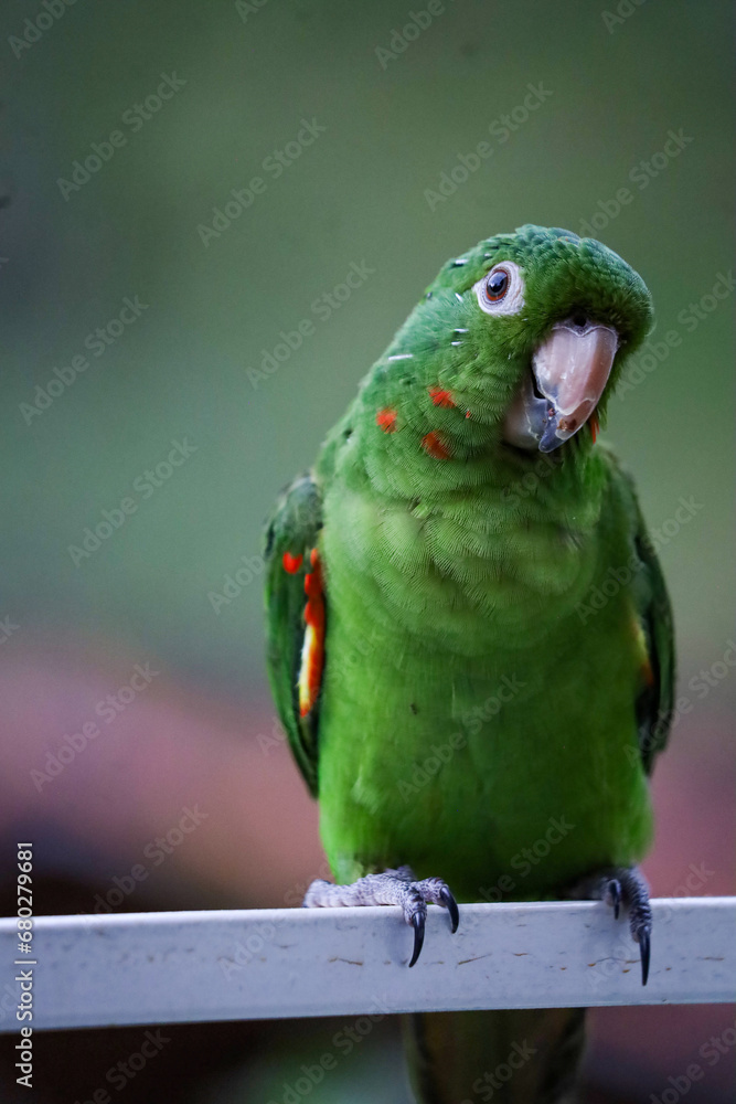 "Maritaca" (Psittacara leucophthalmus)typical bird of brazilian fauna ...