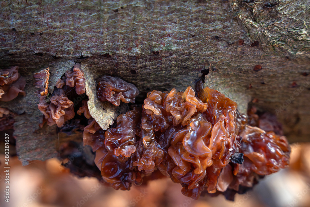 Tremella foliacea Fungi photographed on the log in a late autumn. A ...