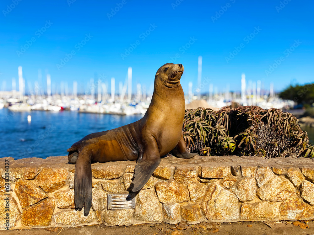 Sea lion with its head tilted upwards and its body resting on its ...
