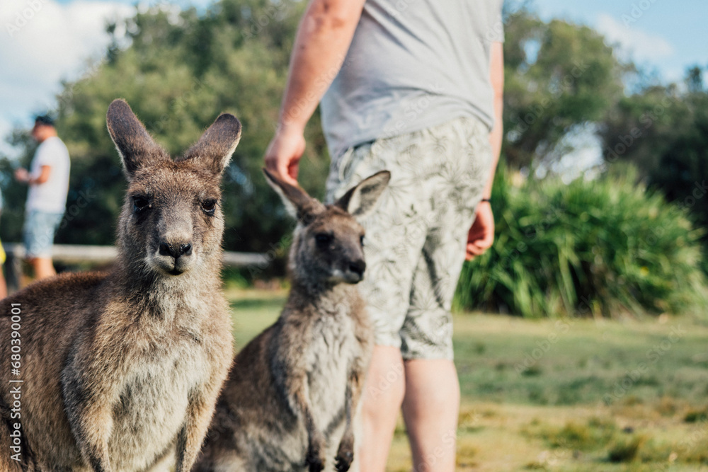 wildlife of kangaroos with their children eating grass and moving ...