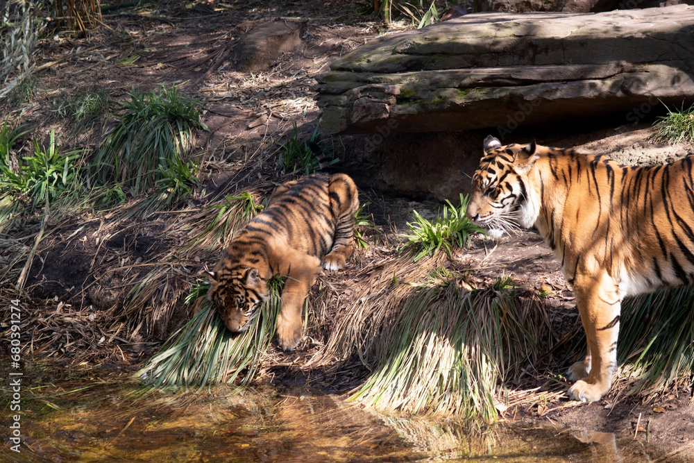 Young tigers have a coat of golden fur with dark stripes, the tiger is ...