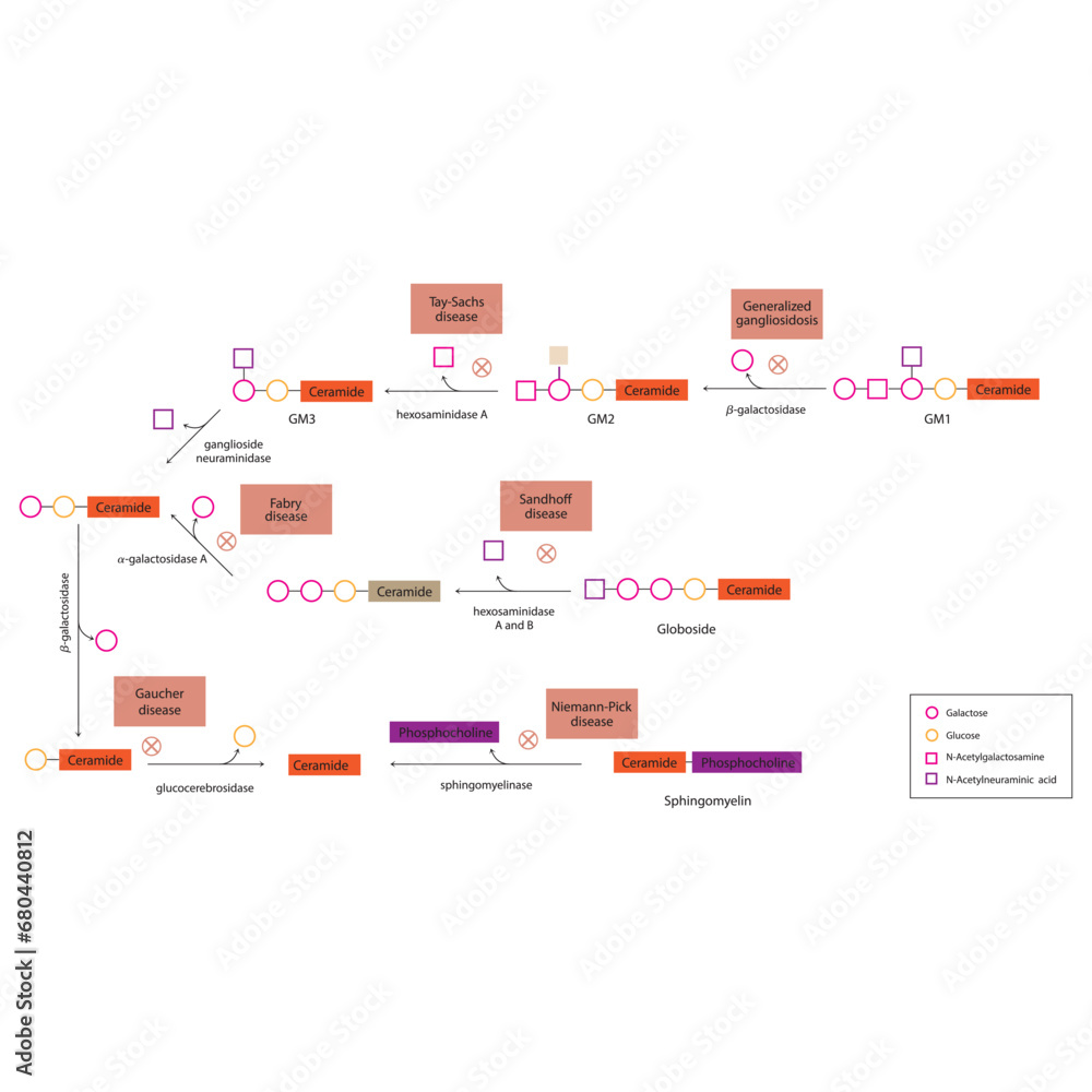 Diagram of Ganglioside, globoside and sphigomyeling breakdown pathways ...