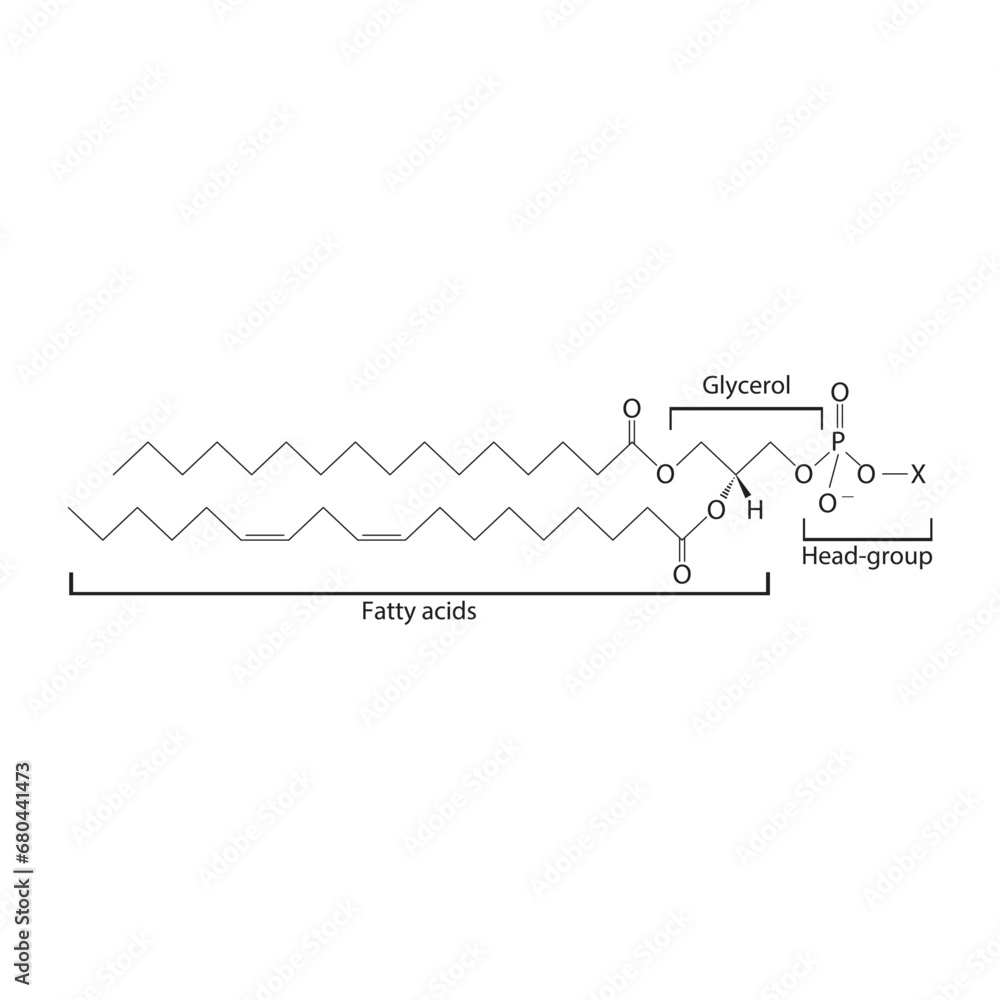 Diagram showing schematic molecular structure of Glycerophospholipids ...