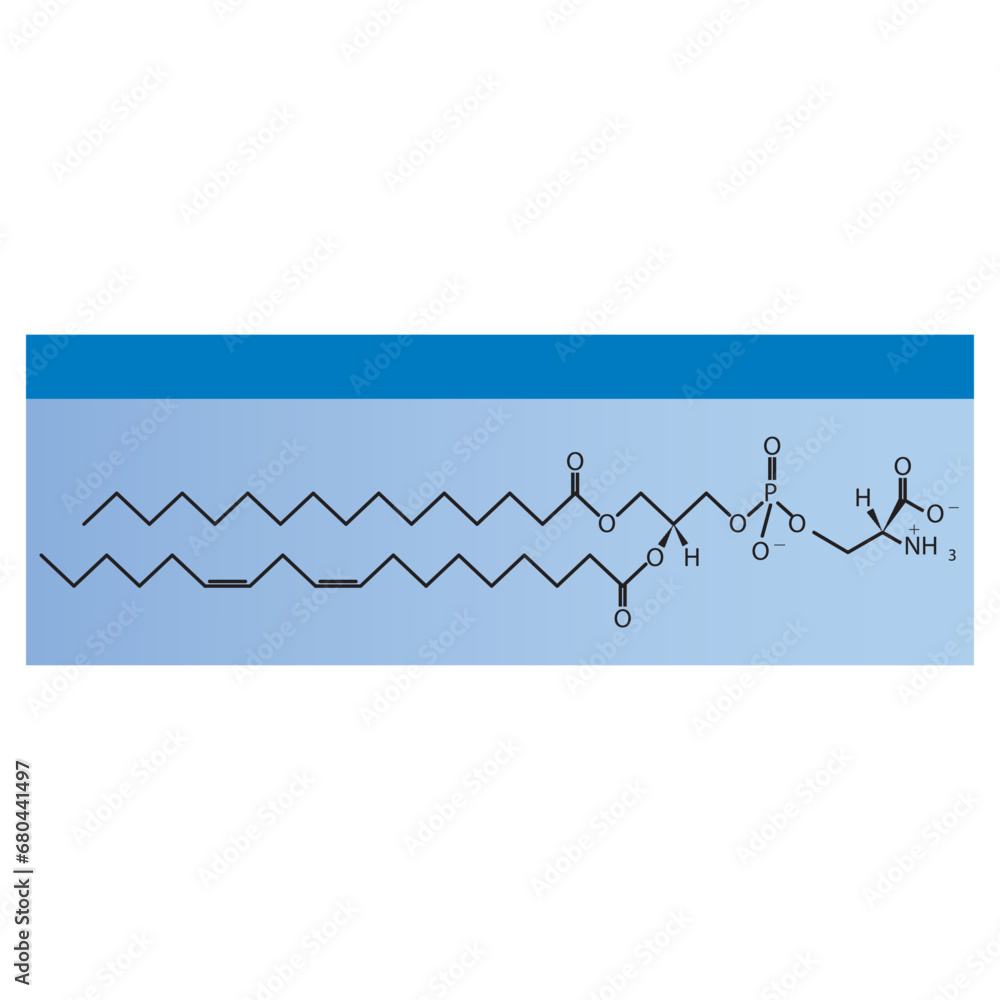 Diagram showing schematic molecular structure of Phosphatidylserine ...