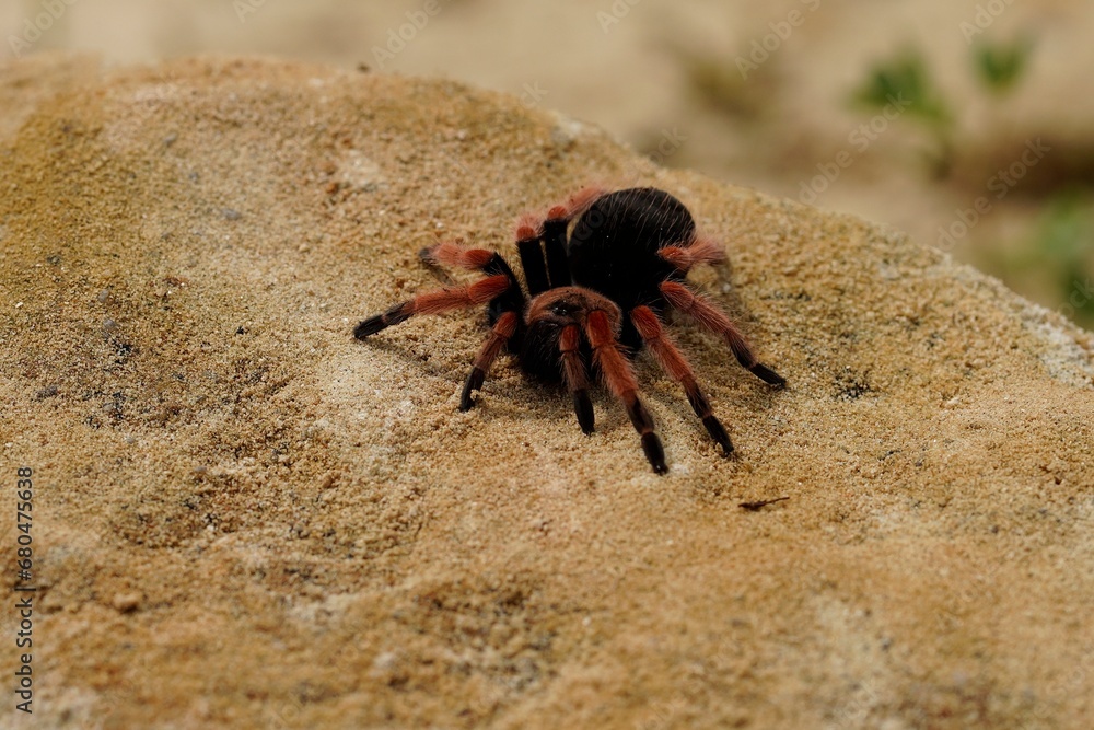 Brachypelma smithi is a species of spider in the family Theraphosidae ...