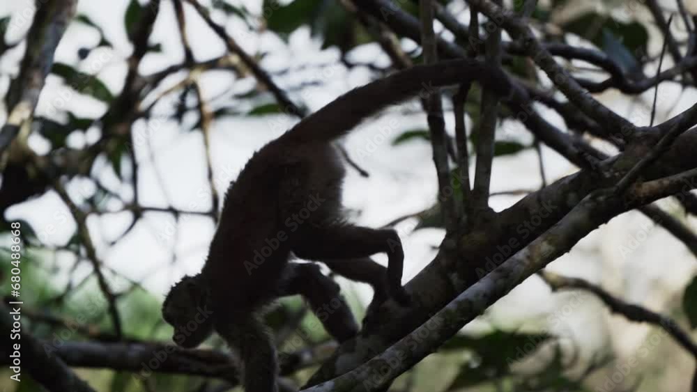 Ecuadorian white fronted capuchin monkey, Cebus aequatorialis, climbing ...