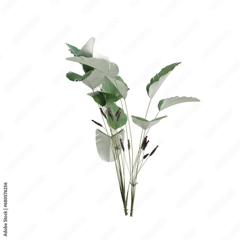 3d illustration of Calathea Lutea tree isolated on transparent ...