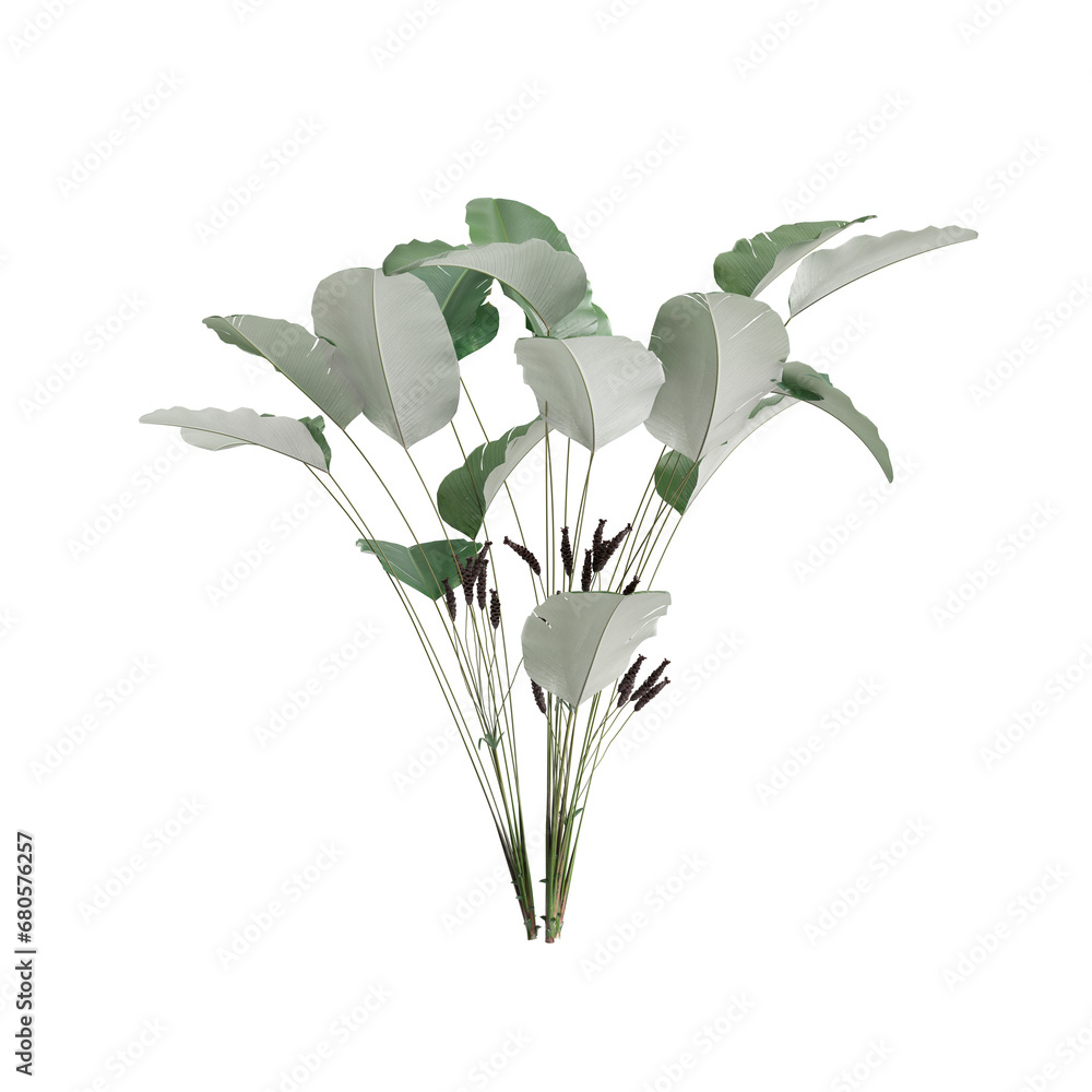 3d illustration of Calathea Lutea tree isolated on transparent ...