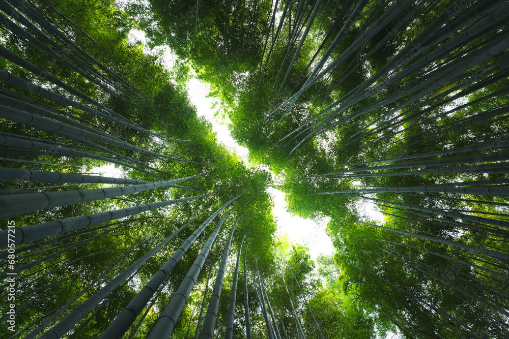 Tall bamboo tree plantation with sunlight as background at Arashiyama ...