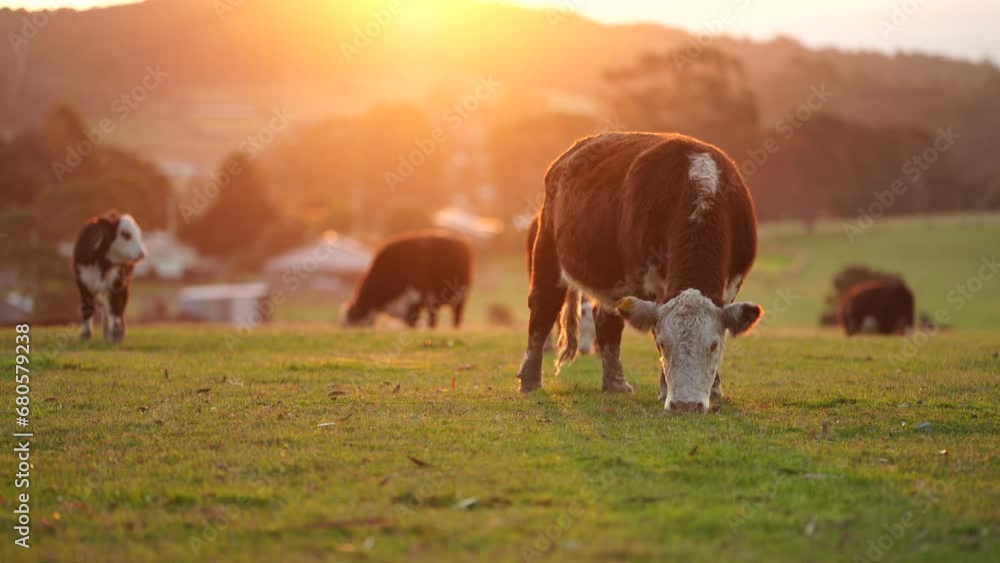 Stockvideon beautiful cattle in Australia eating grass, grazing on ...