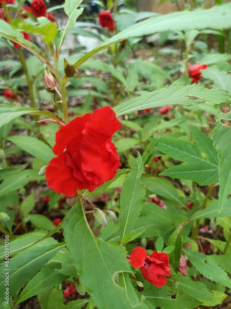 Impatiens balsamina, commonly known as balsam, garden balsam, rose ... Impatiens balsamina, commonly known as balsam, garden balsam, rose ...
