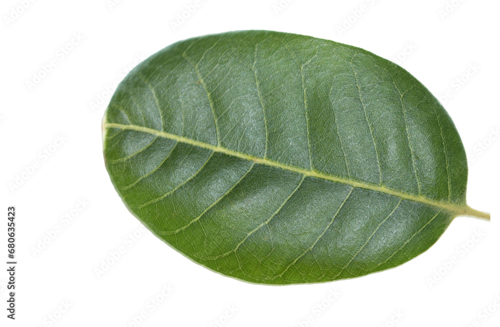Upperside of an oval shaped leaf of the Mexican white oak (Quercus ...