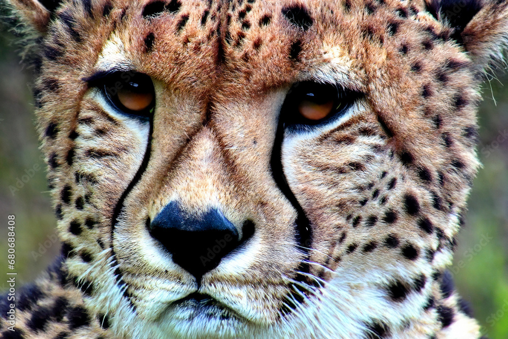 Cheetah Cheetah Portrait Cheetah In The Savanna International