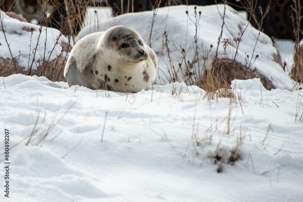A large grey adult harp seal moving along the top of ice and snow. You ...