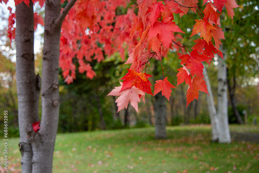 Bright red fall leaves with the sun shining through them. The leaves ...
