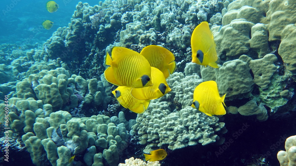 Masked butterflyfish. Fish - a type of bone fish Osteichthyes ...