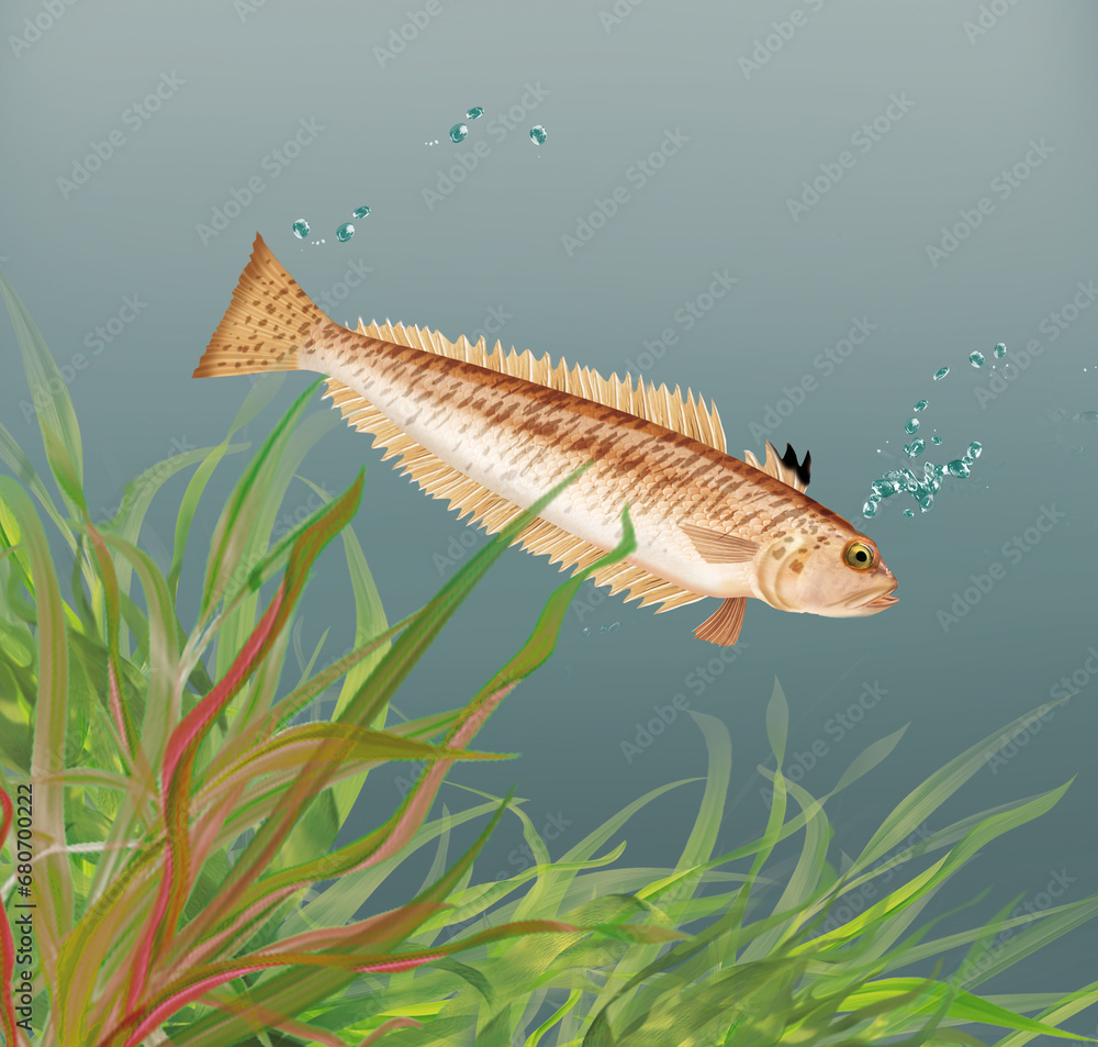 illustration d'un poisson vive qui nage dans l'eau limpide avec des ...