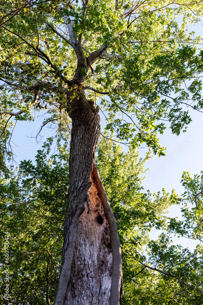 Tree with damaged rotted trunk still growing with live leaves and ...