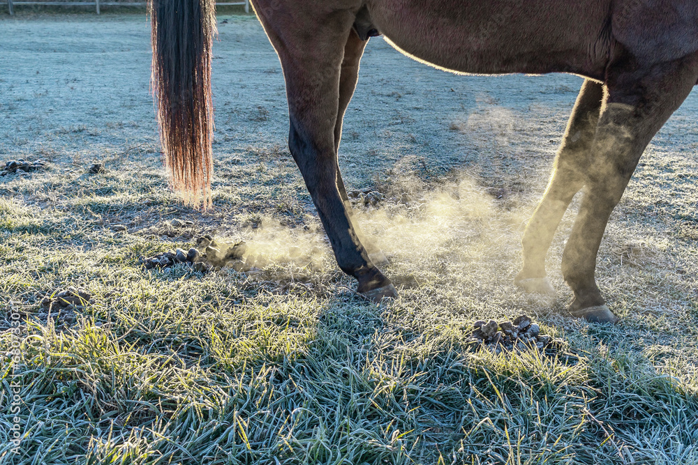 Close-up of a steaming pile of horse manure with a horse's legs and ...