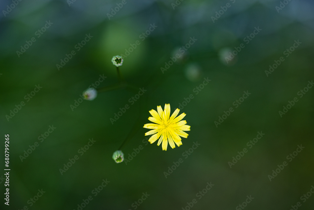 Yellow flower with multiple petals, growing along roadside in Ontario ...