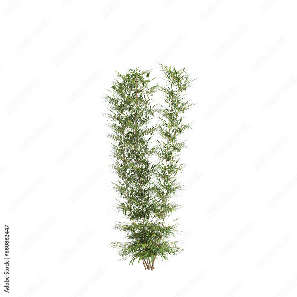 3d illustration of Bambusa Multiplex tree isolated on transparent ...
