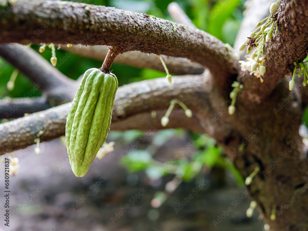 Green small Cocoa pods branch with young fruit and blooming cocoa ...