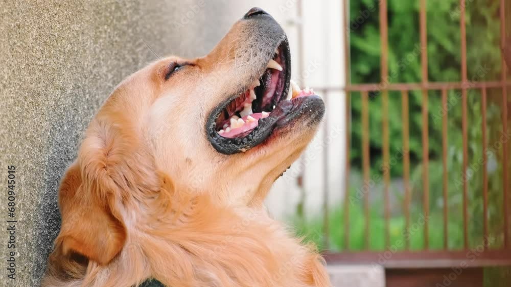 The golden retriever dog sits looking up. Fast pet's breathing in hot ...