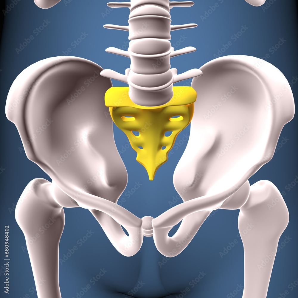 human skeleton vertebral column coccyx. 3d illustration Stock ...