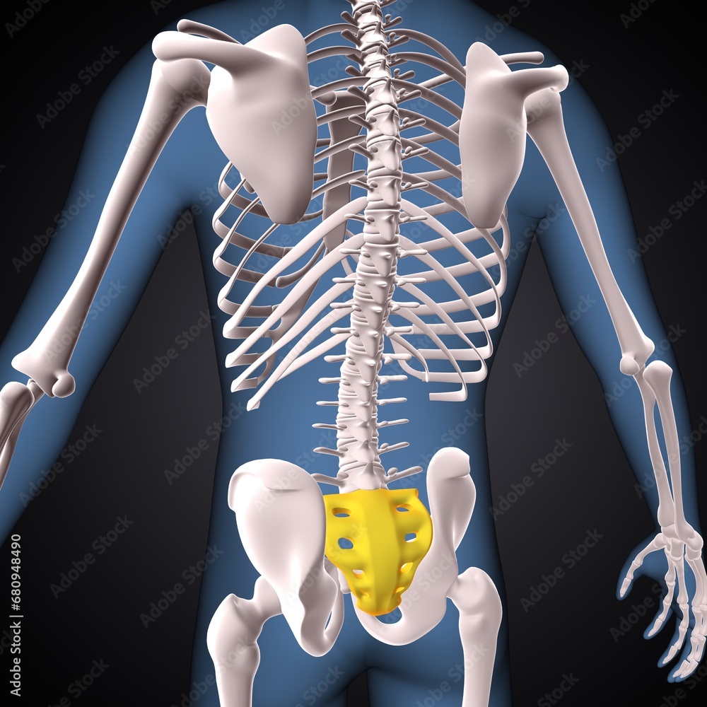 human skeleton vertebral column coccyx. 3d illustration Stock ...