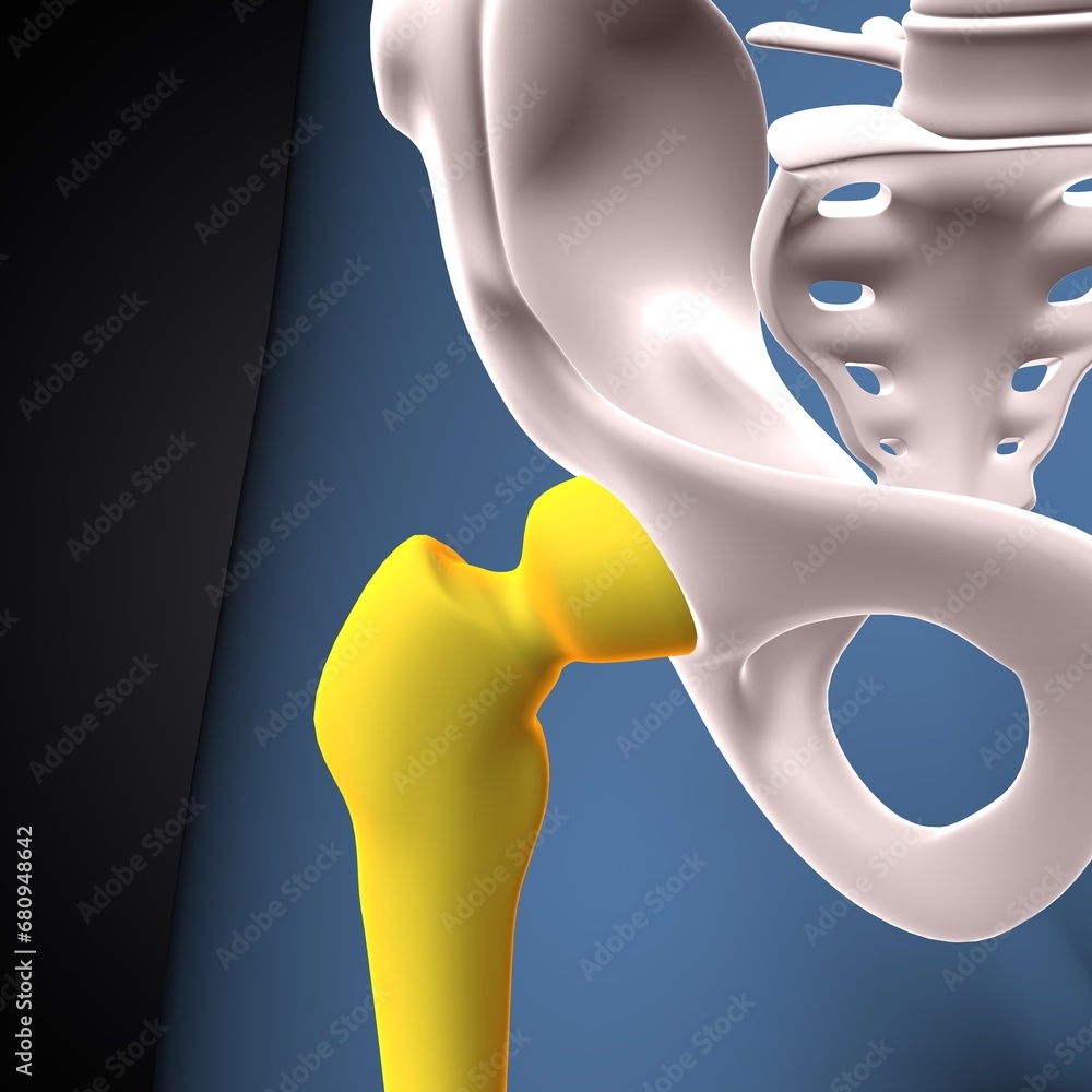 human skeleton knee,patella and fibula anatomy system. 3d illustration ...