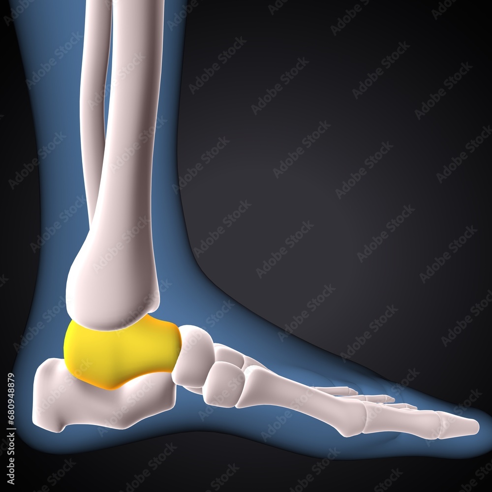 human skeleton knee,patella and fibula anatomy system. 3d illustration ...
