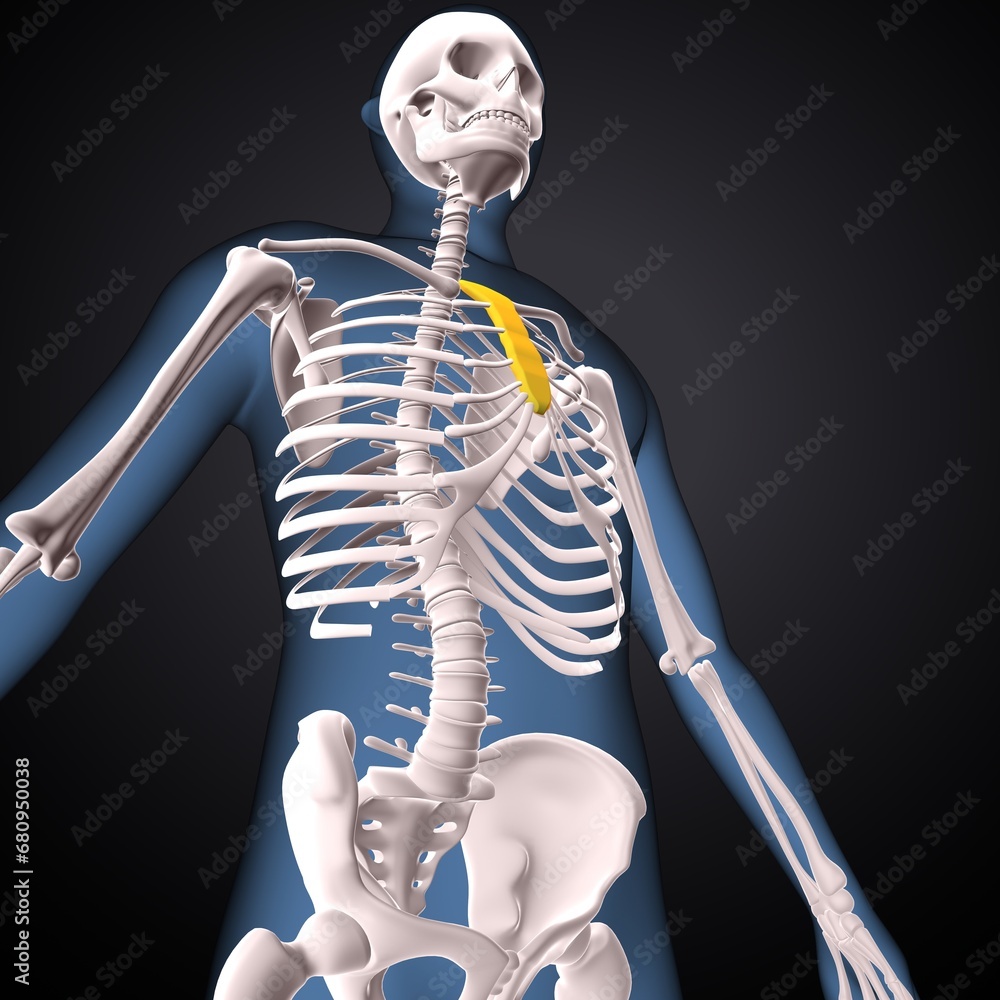 male skeleton clavicle,sternum,ribs,radius and vertebrae anatomy. 3d ...