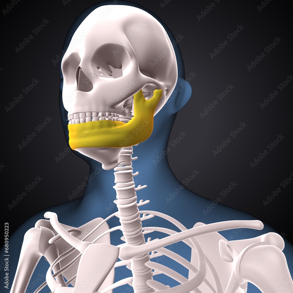 male skeleton clavicle,sternum,ribs,radius and vertebrae anatomy. 3d ...