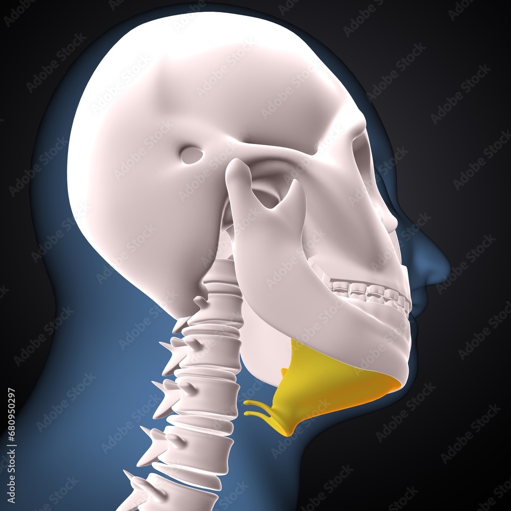 Human Skeleton System Skull Bone Parts Mandible Anatomy. 3d ...