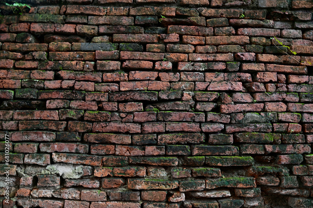 Closeup of A Small Green Tree grew up on the old stone wall in the park ...