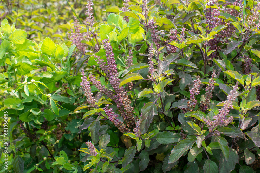 Medicinal plant green tulsi or holy basil herb, Fresh holy basil ...