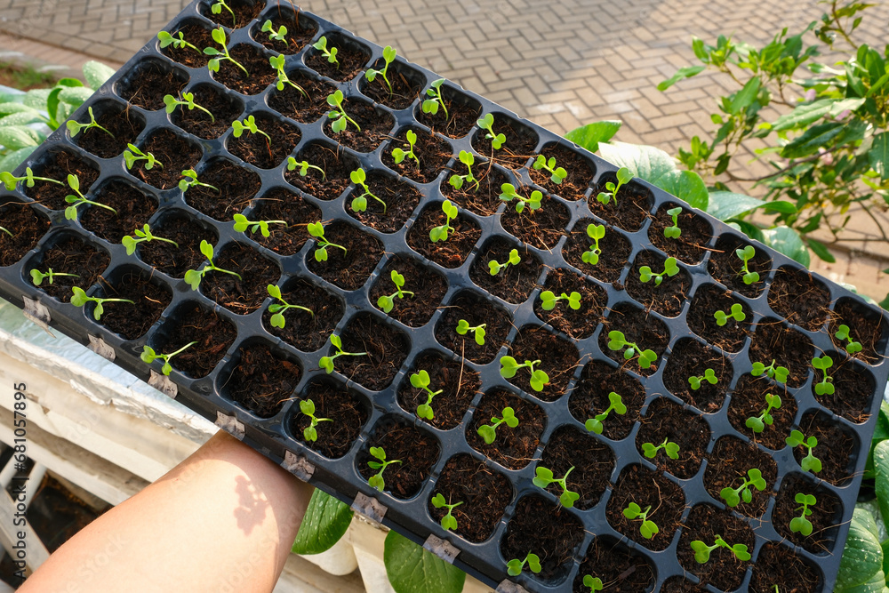Pak choy seedling on seeding tray using cocopeats as growing media and ...