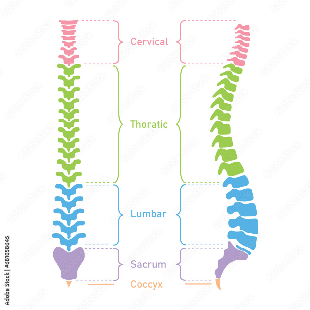 Human vertebral column. Cervical spine, thoracic spine, lumbar spine ...
