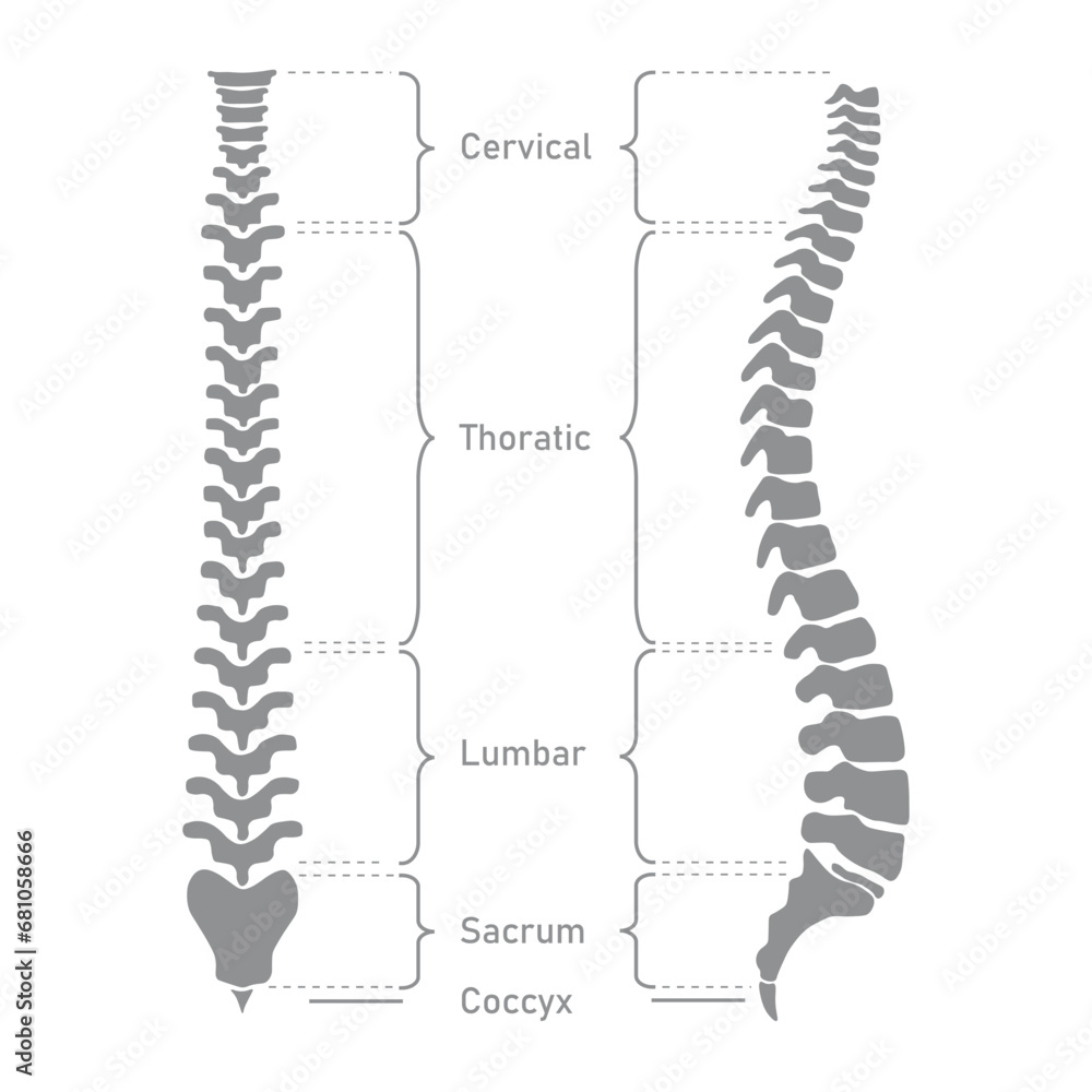 Human vertebral column. Cervical spine, thoracic spine, lumbar spine ...