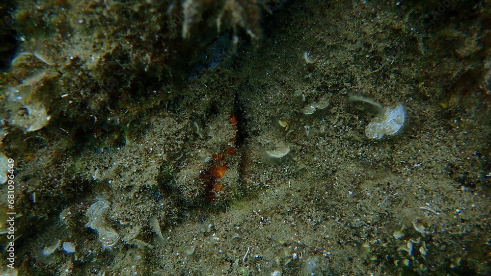 Bivalve mollusc Noah's ark shell or Noah's ark, Noah's arch (Arca noae ...