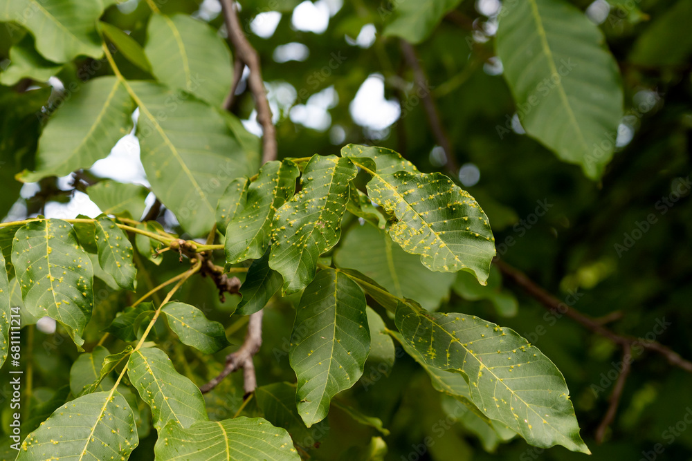 walnut tree affected by walnut gall or wart mite. affected walnut ...