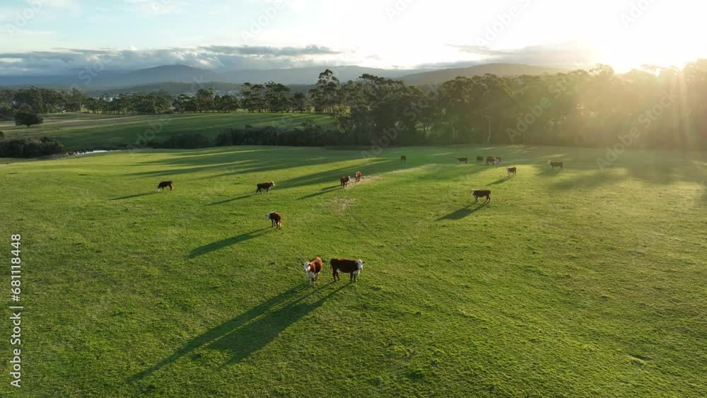 beautiful cattle in Australia eating grass, grazing on pasture. Herd of ...