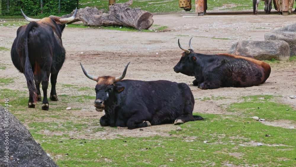 Heck cattle, Bos primigenius taurus, claimed to resemble the extinct ...