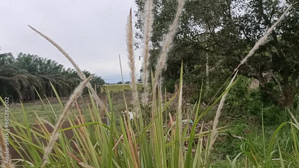 Imperata cylindrica flowers commonly known as cogongrass or kunai grass ...