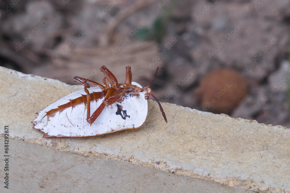 Dead stink bugs or essaratoma papillosa drury on floor background (the ...