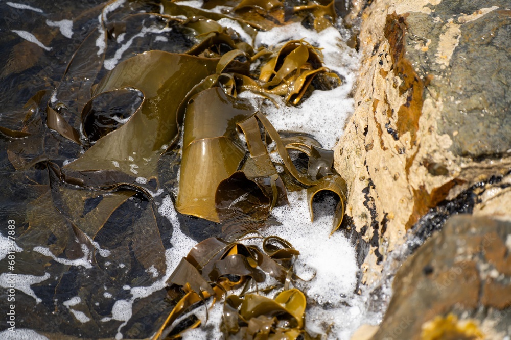 Bull kelp seaweed growing on rocks. Edible sea weed ready to harvest in ...