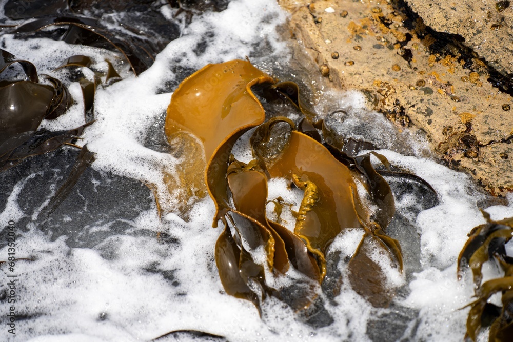 Bull kelp seaweed growing on rocks. Edible sea weed ready to harvest in ...