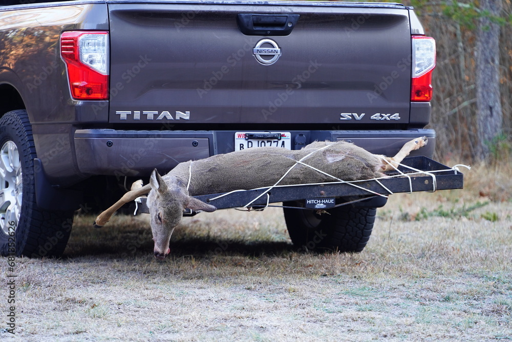 Deer hunters killed a female doe deer and carried it on the back of a ...